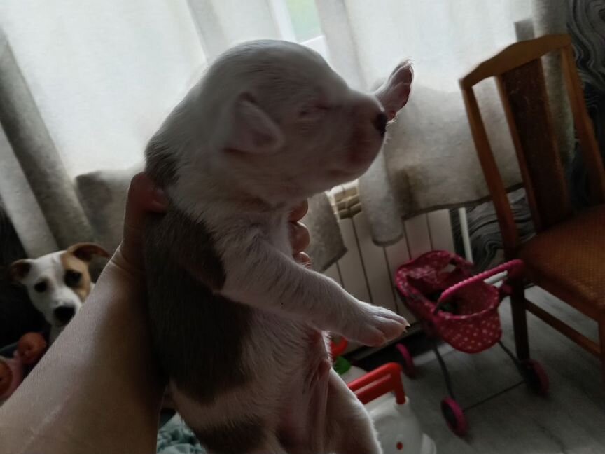 Щенки стаффорда