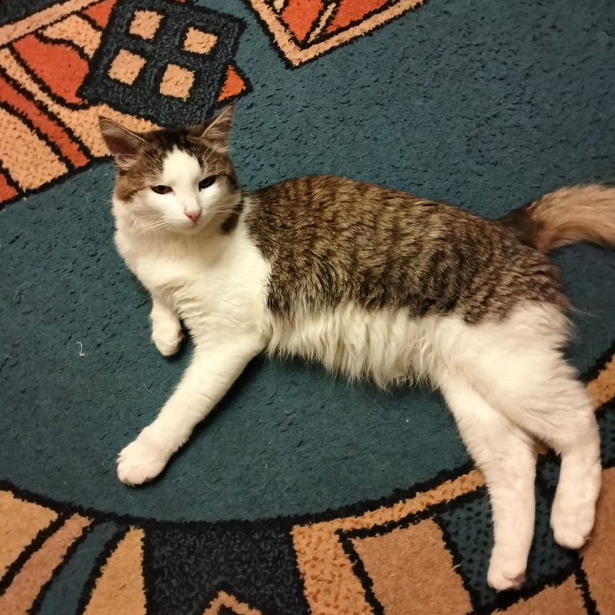 Котик