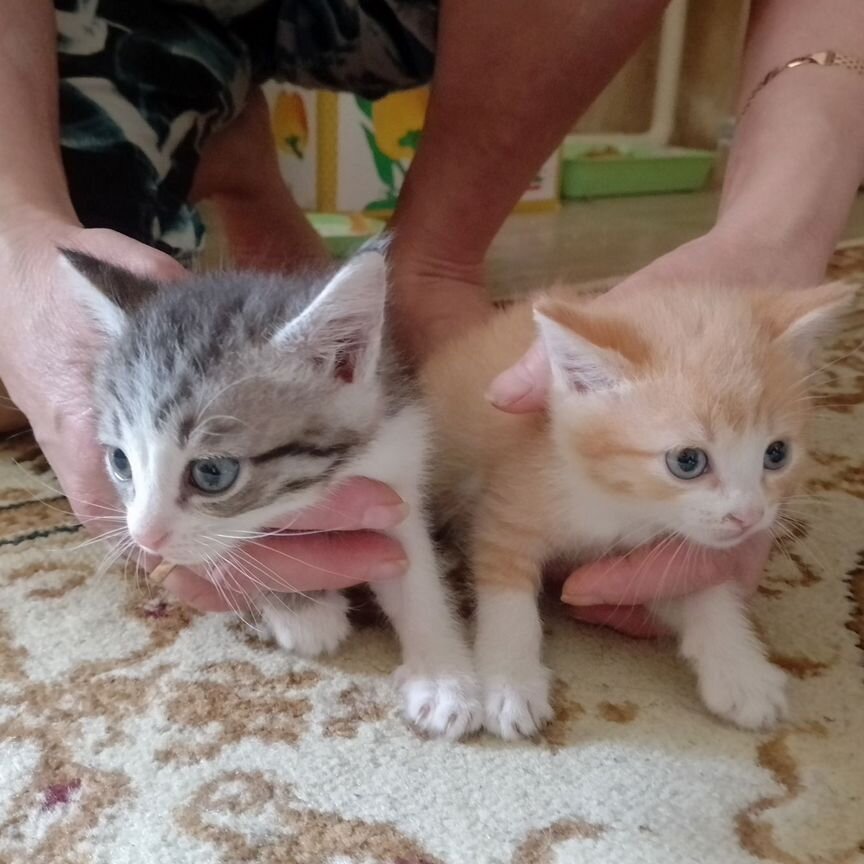 Сиамский котёнок