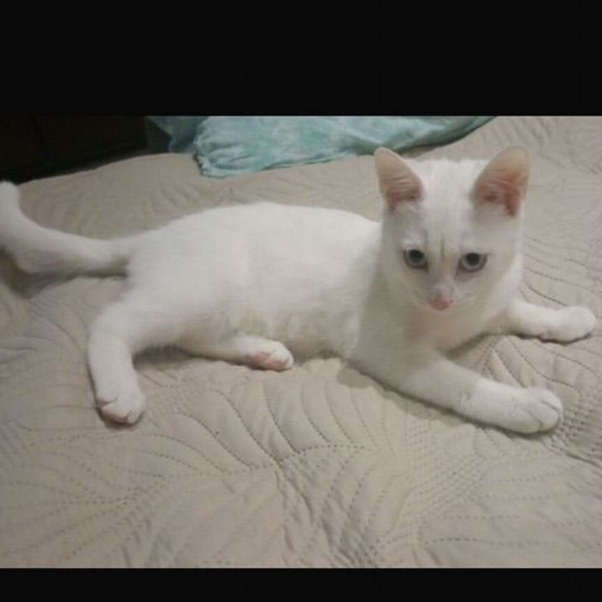 Турецкая ангора котёнок