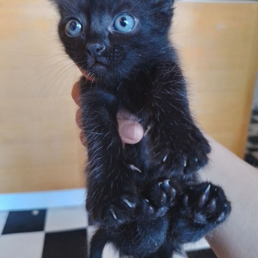 Отдам котят в добрые руки спб