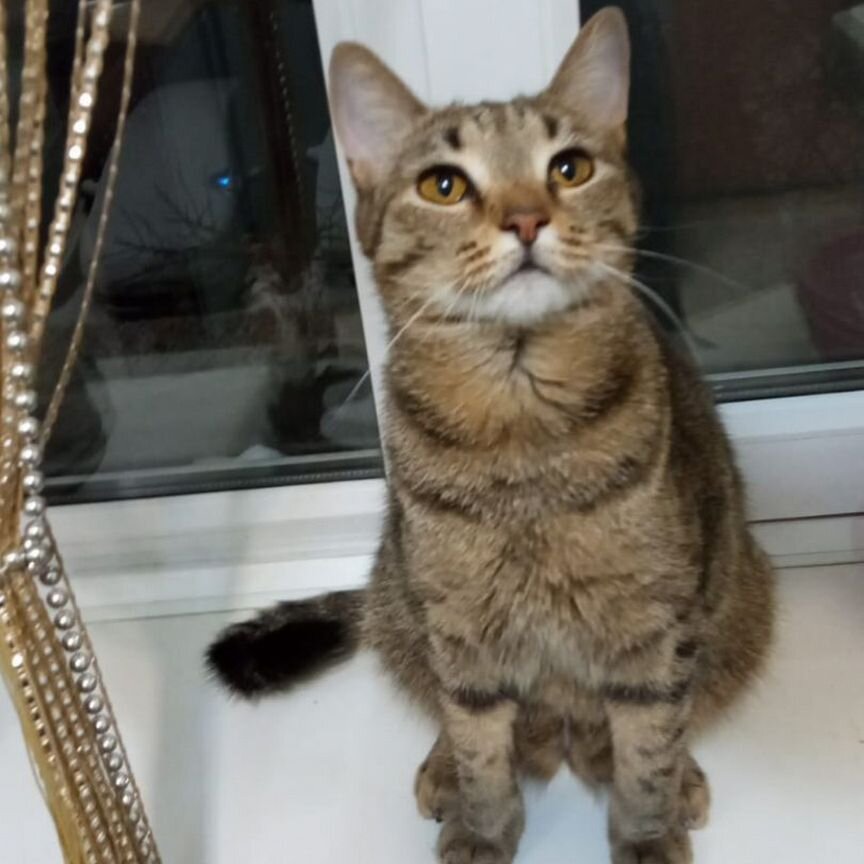 Кошка ищет домой