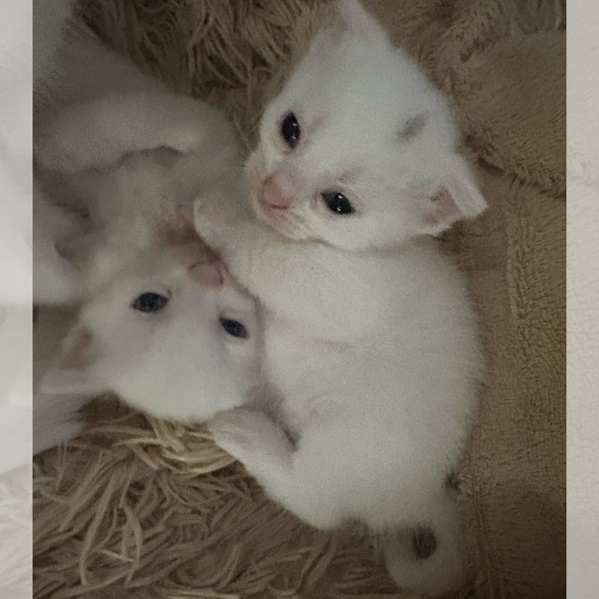 Шотландский вислоухий короткошёрстный котёнок