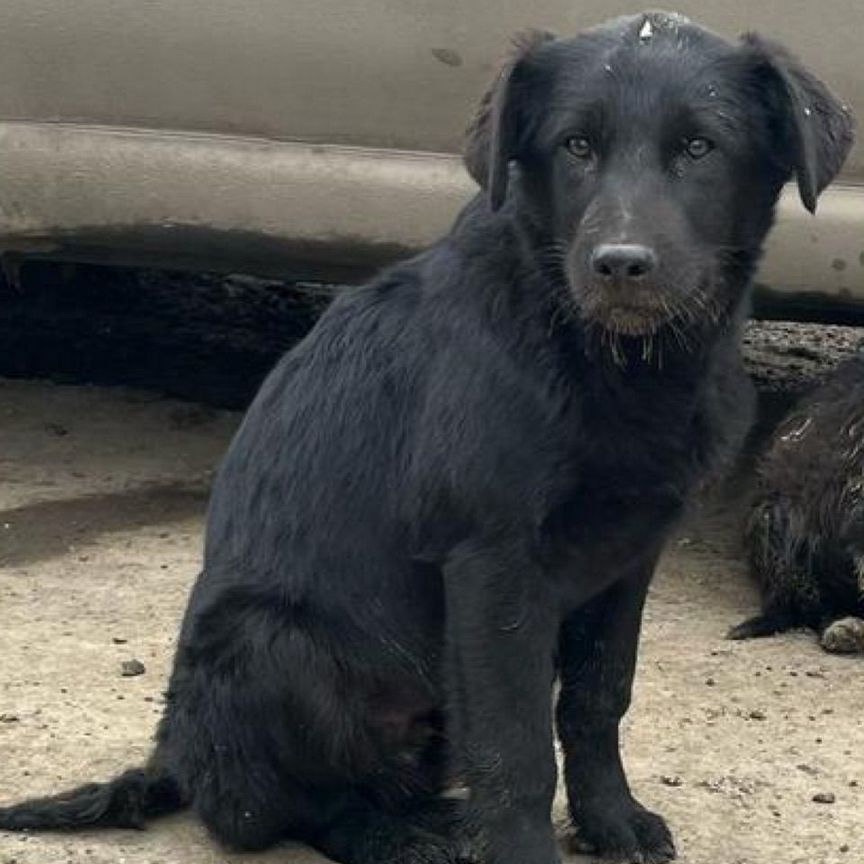 Собака в добрые руки