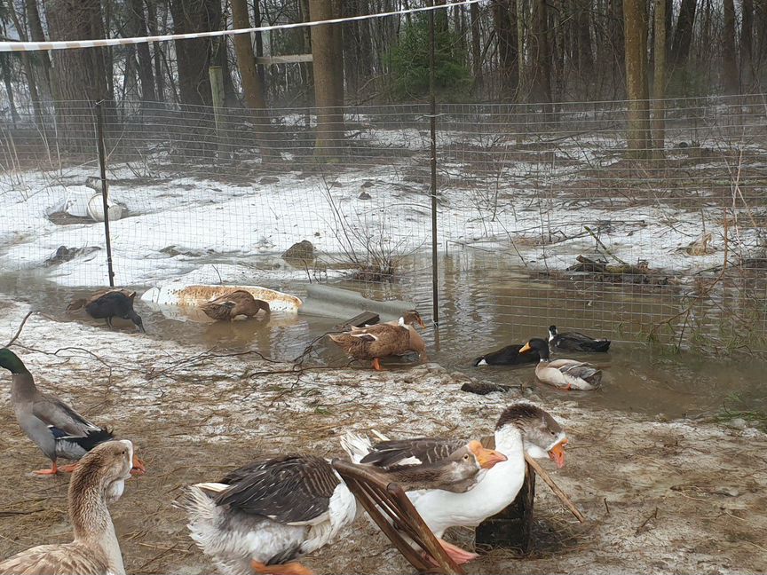 Холмогорские гуси