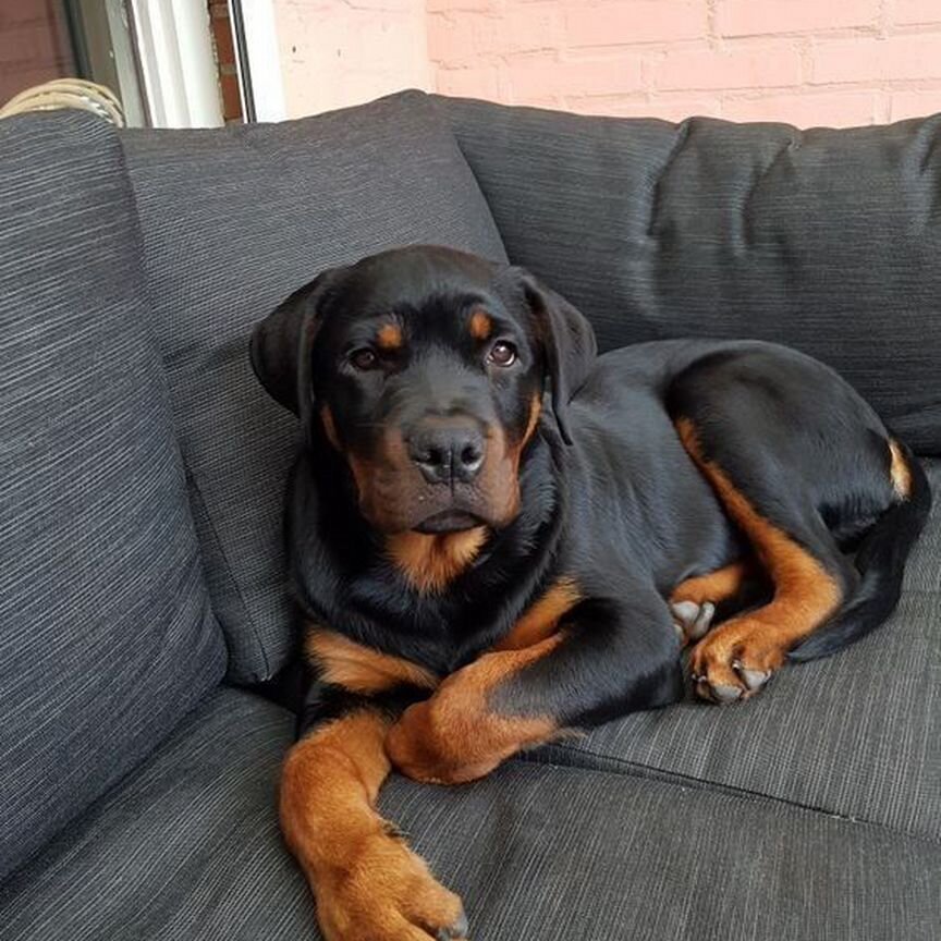 Щенок ротвейлера
