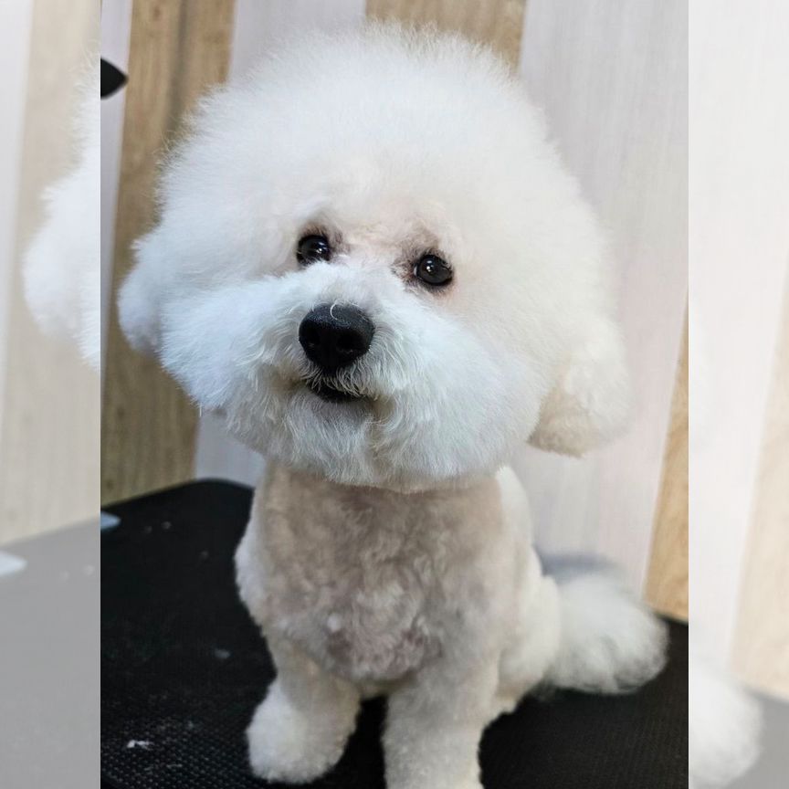 Бишон фризе, взрослая собака