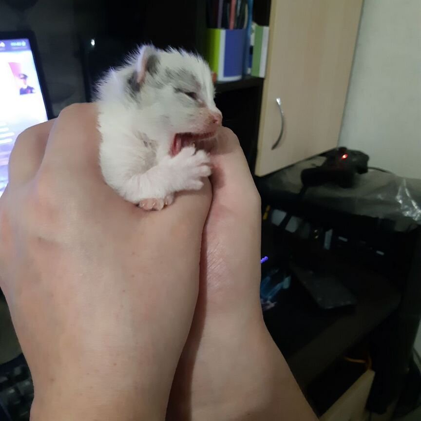 Котята в добрые руки бесплатно