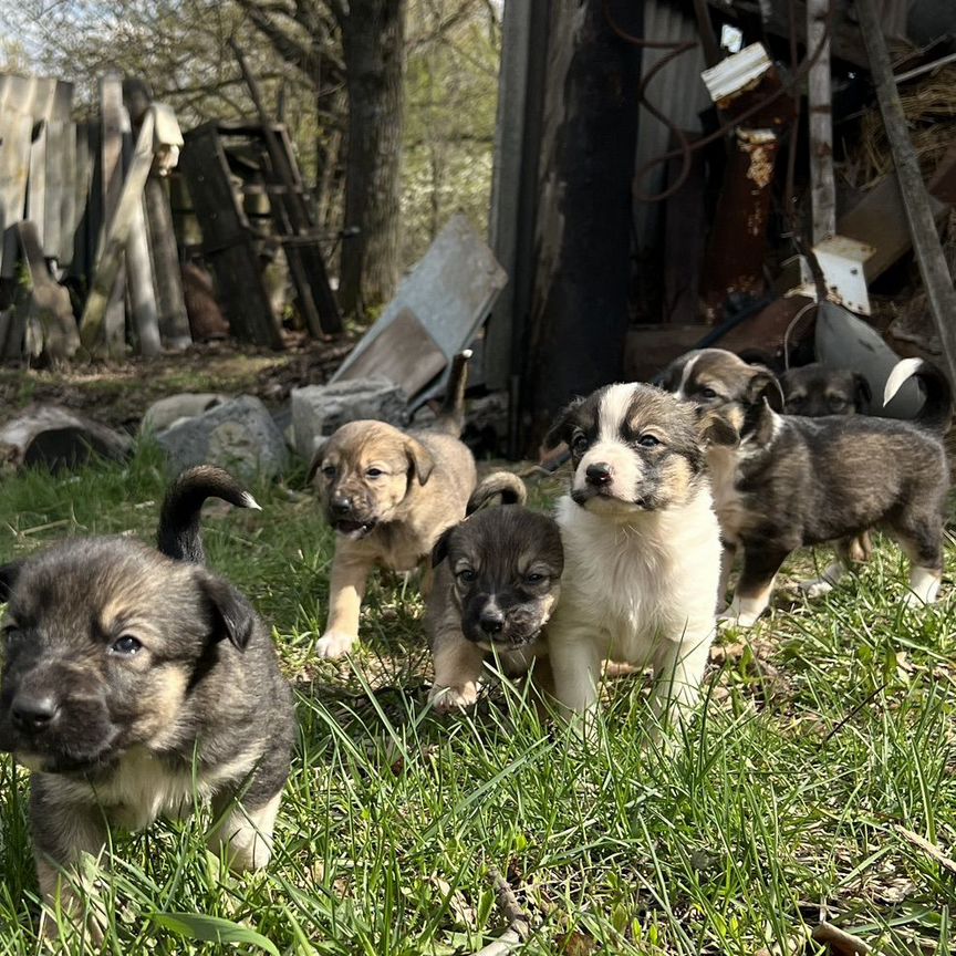 Щенок в добрые руки