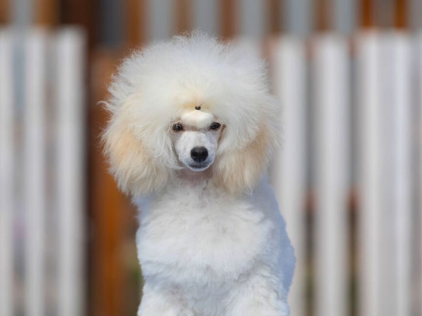 Щенок пуделя