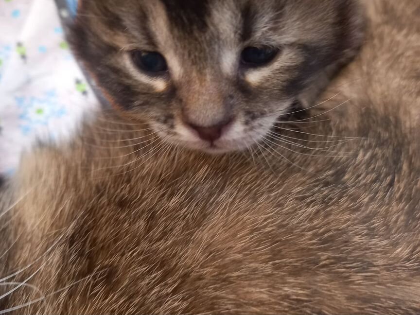 Котята Чаузи ф 3