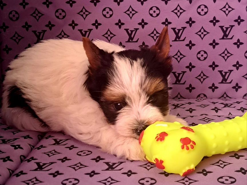 Щенки бивер йорка девочка