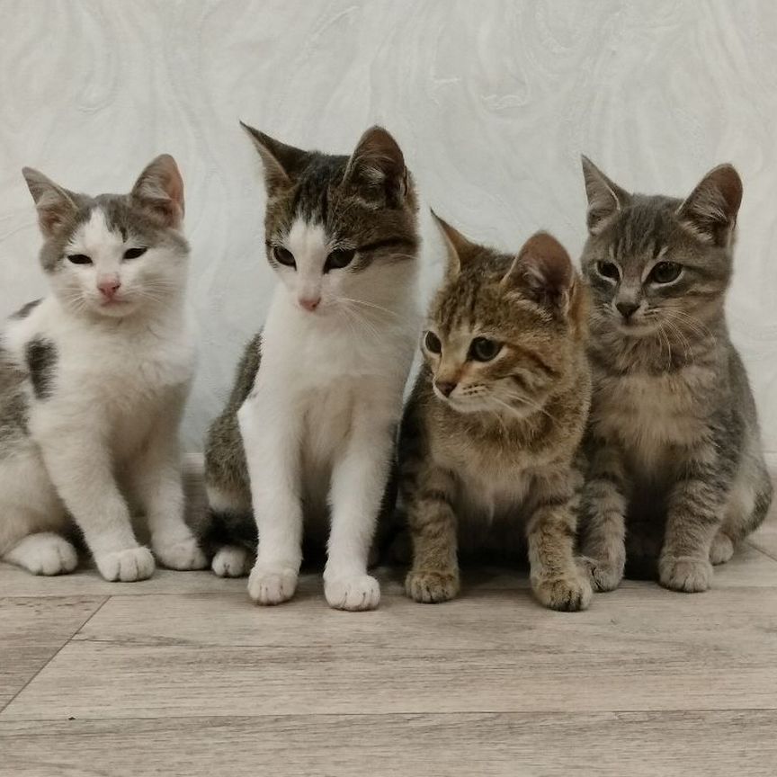 Европейские котята