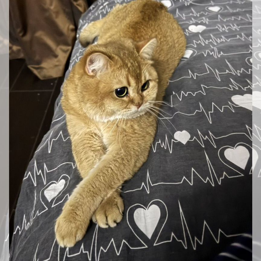 Шотландский прямоухий короткошёрстный, взрослый кот