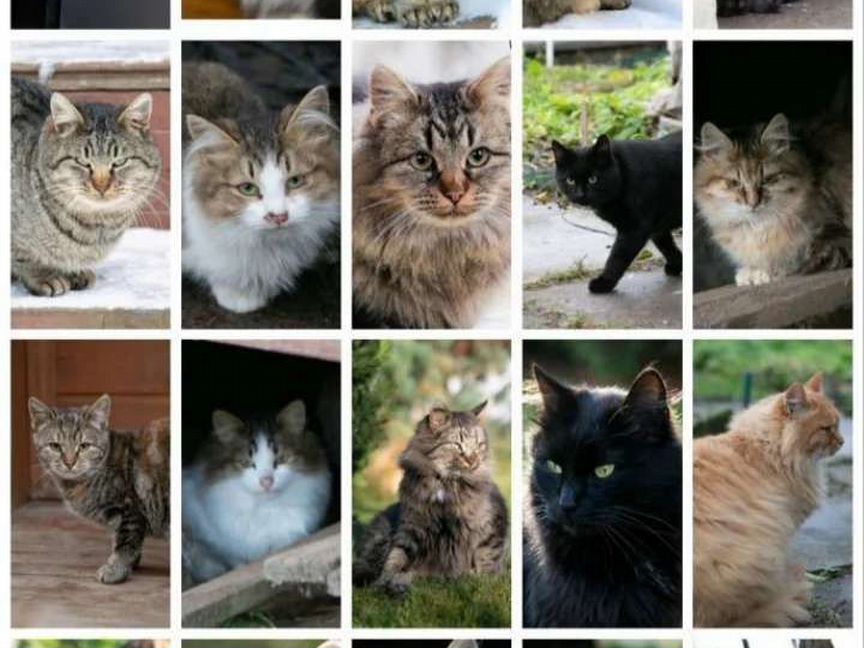 На дачах 26 котеек