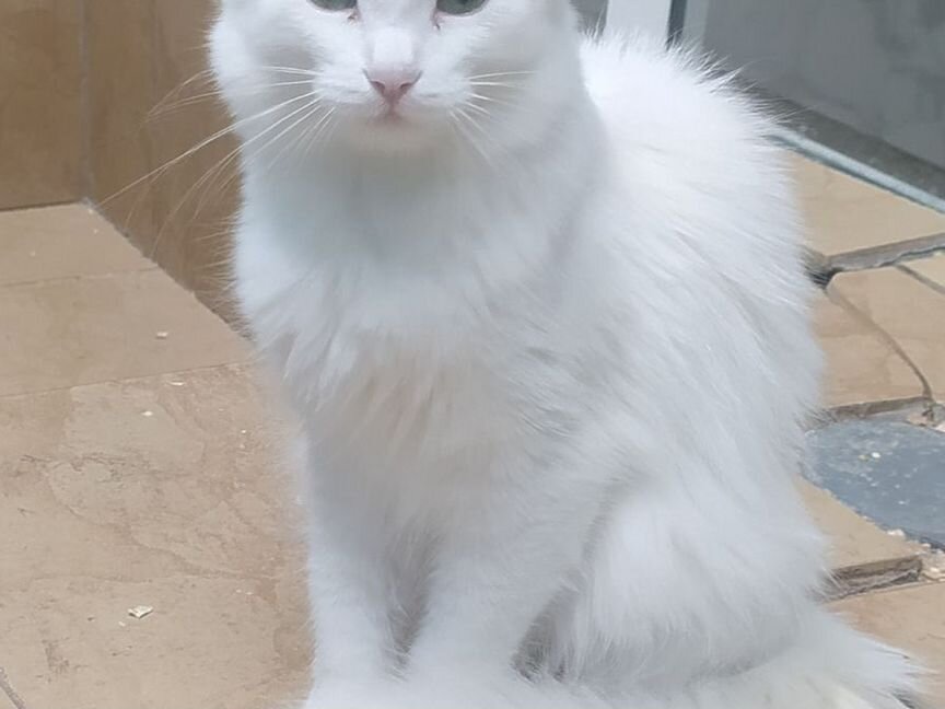 Отдам кошек и кота