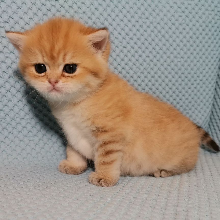 Британские котята золотая шиншилла