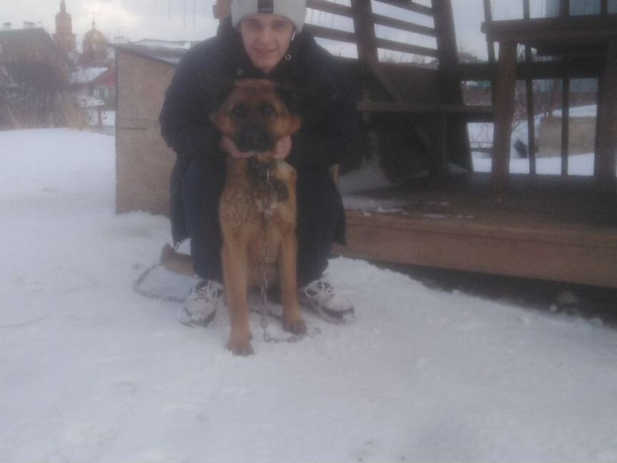 Немецкая овчарка