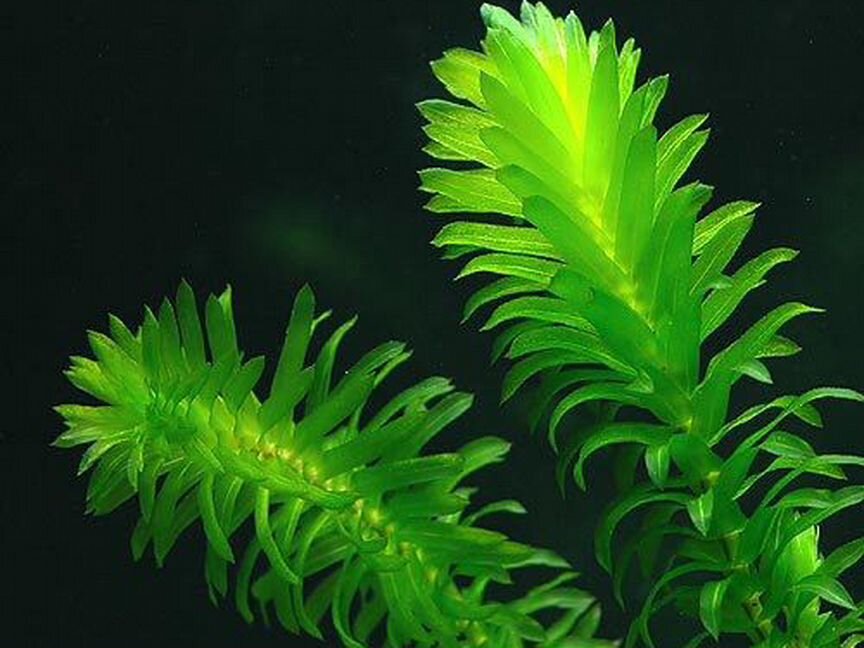 Растения аквариумные. Водоросли. Элодея зубчатая