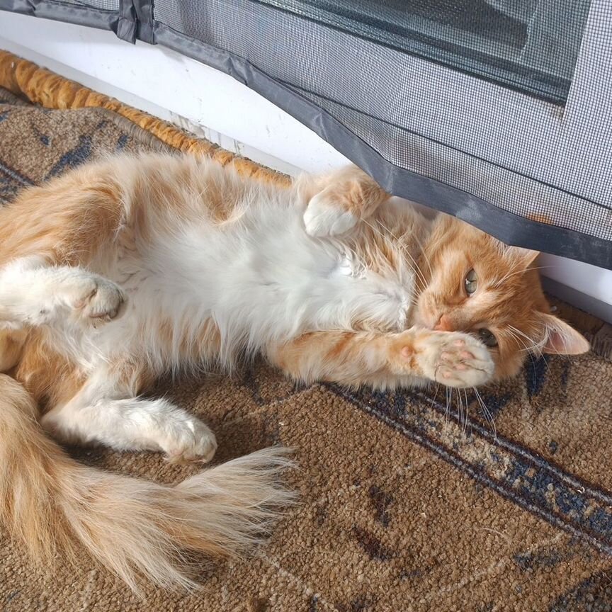 Отдам кота в добрые руки (1годик)
