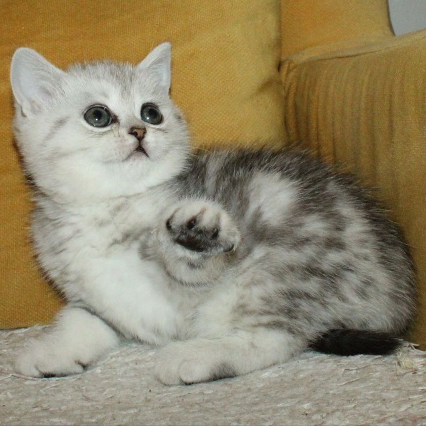 Британский мальчик - серебристая шиншилла