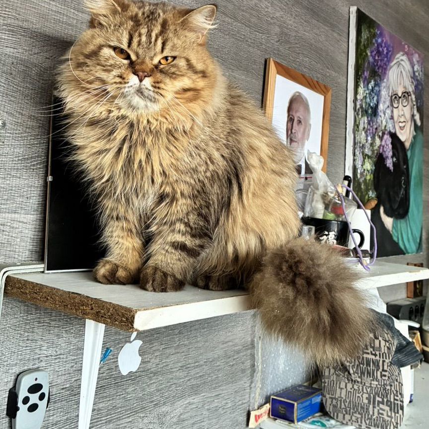 Шотландский прямоухий длинношёрстный, взрослый кот