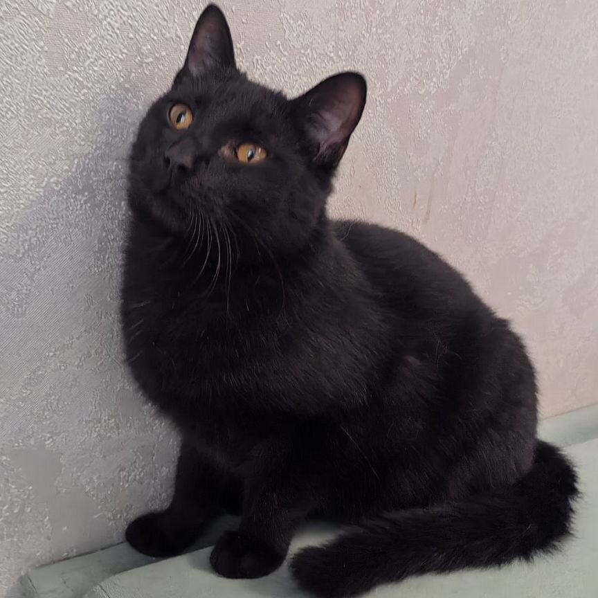 Котик в добрые руки