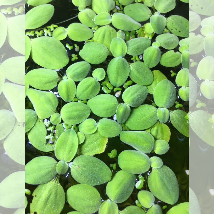 Сальвиния кукулата