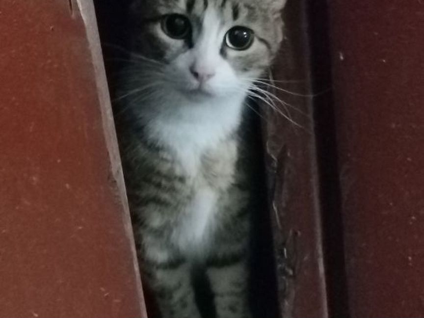 Котёнок на крыше
