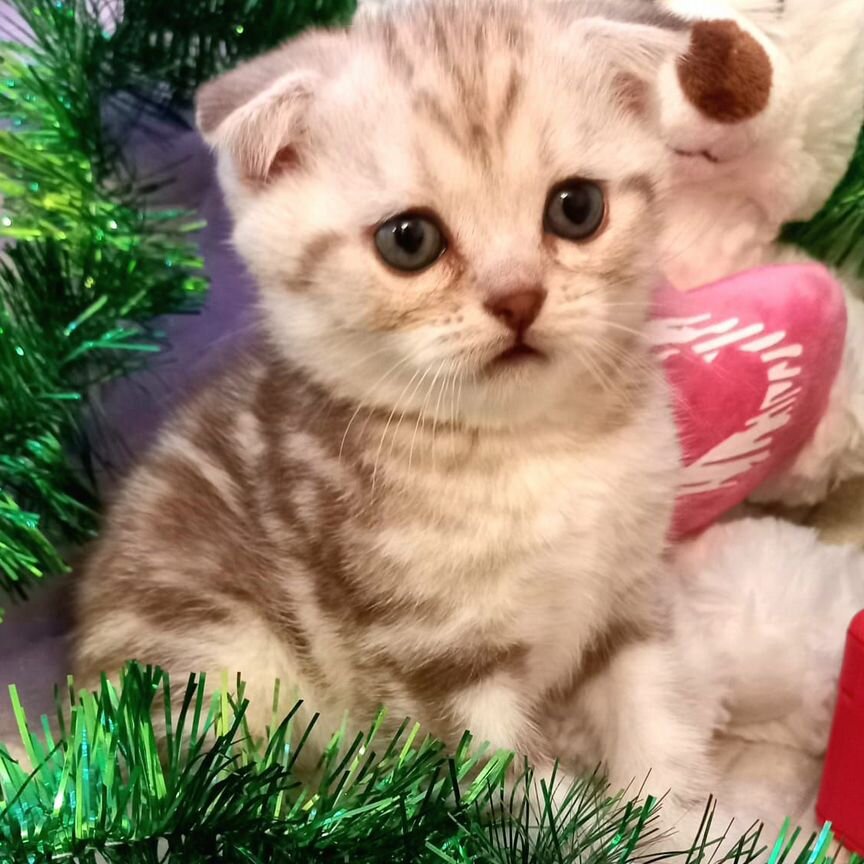 Котята шотландские