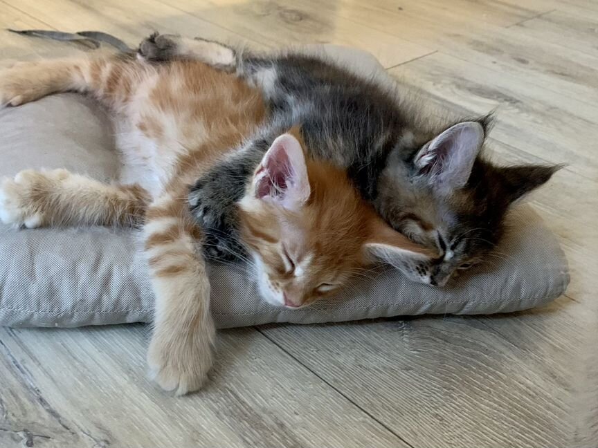 Котята мейн-кун