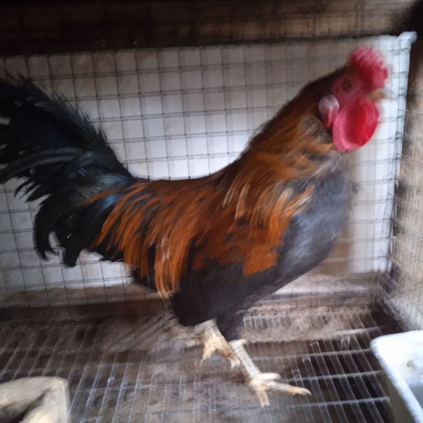 Молодой петух (карликовый)