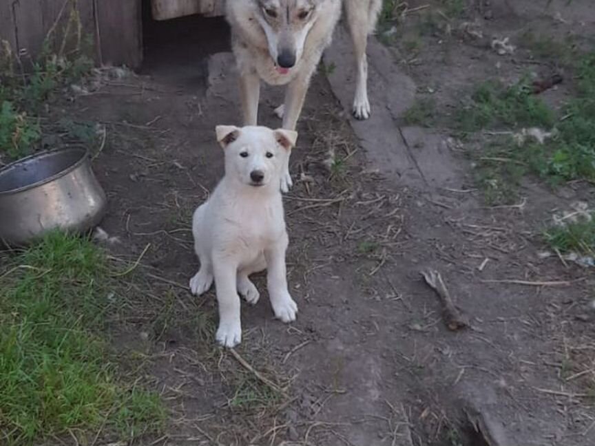 Щенок лайки