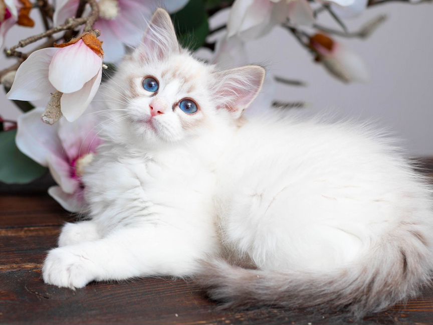 Мальчик рэгдолл бронь