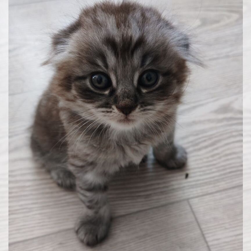 Шотландский вислоухий длинношёрстный котёнок