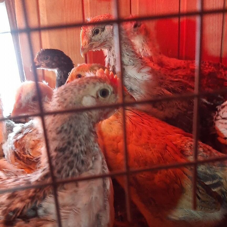 Петушки мастер грей