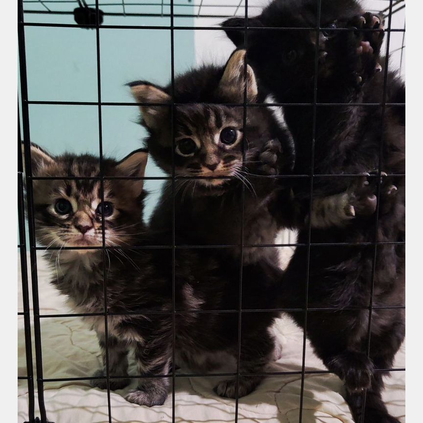 Котята