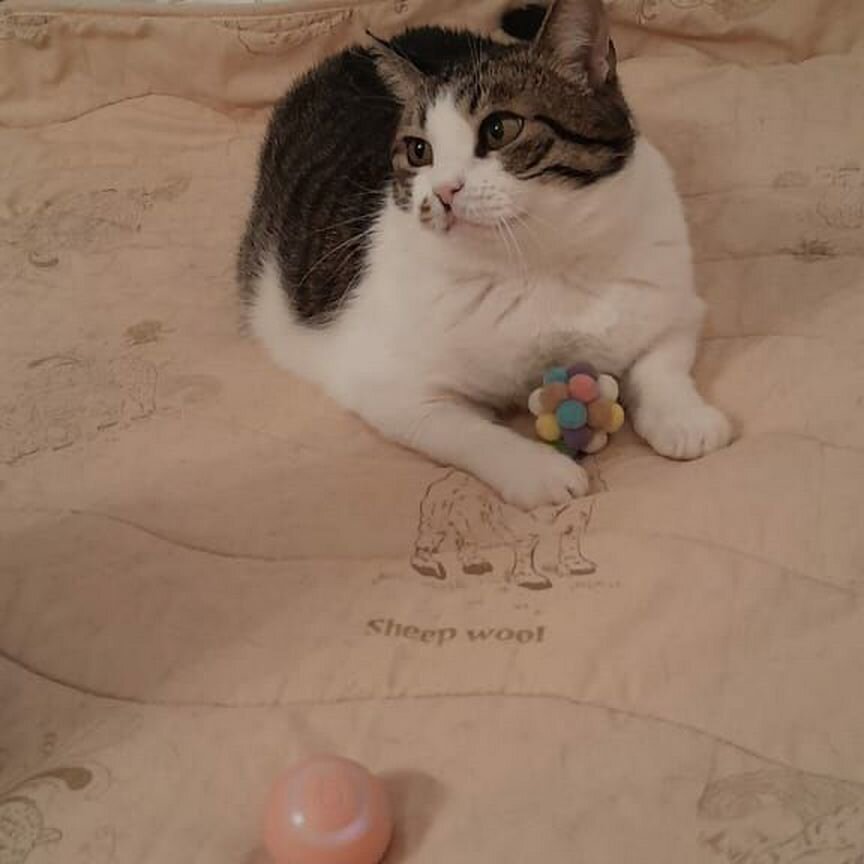 Кошечк Маруся