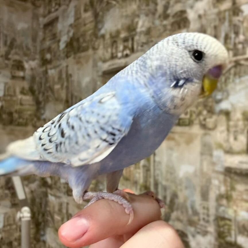 Попугай получех