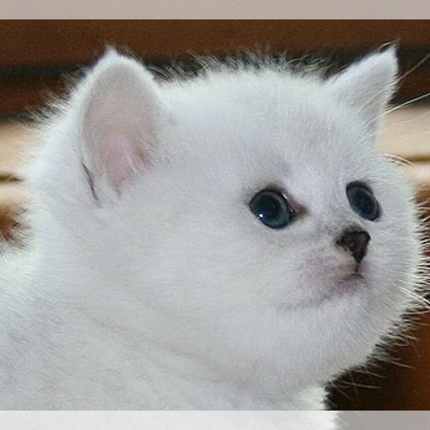 Британские котята
