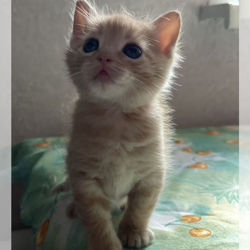 Котенок девочка