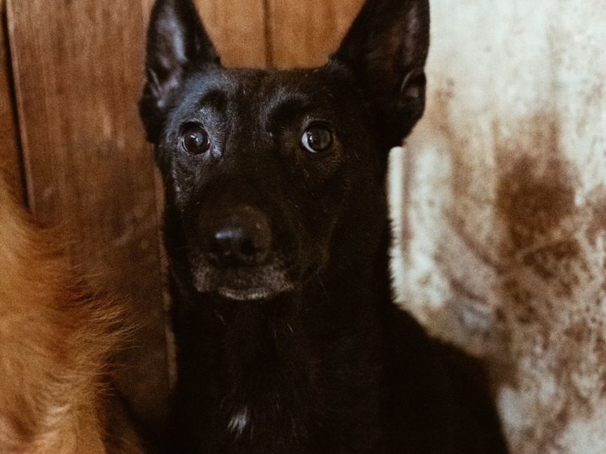 Собака в добрые руки