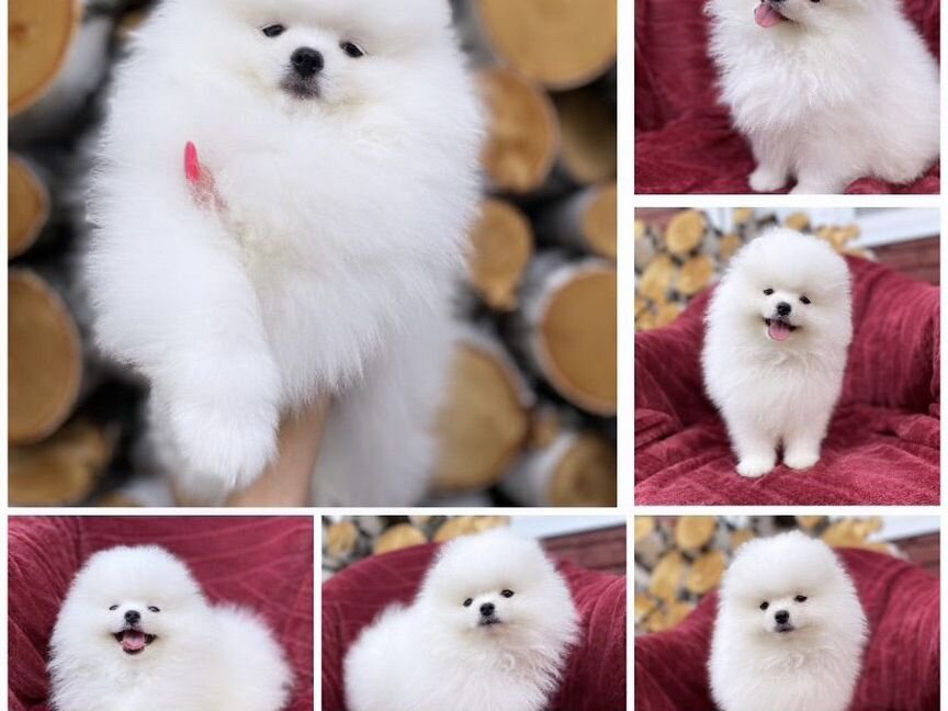 Щенки шпица медвежата РКФ