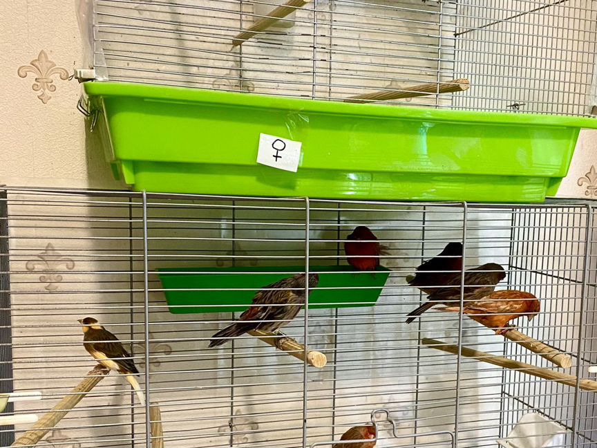 Канарейки. Все оптом