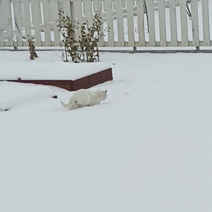 Котик