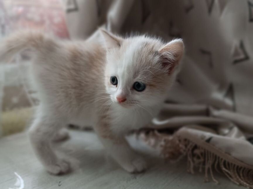 Кошки в добрые руки бесплатно