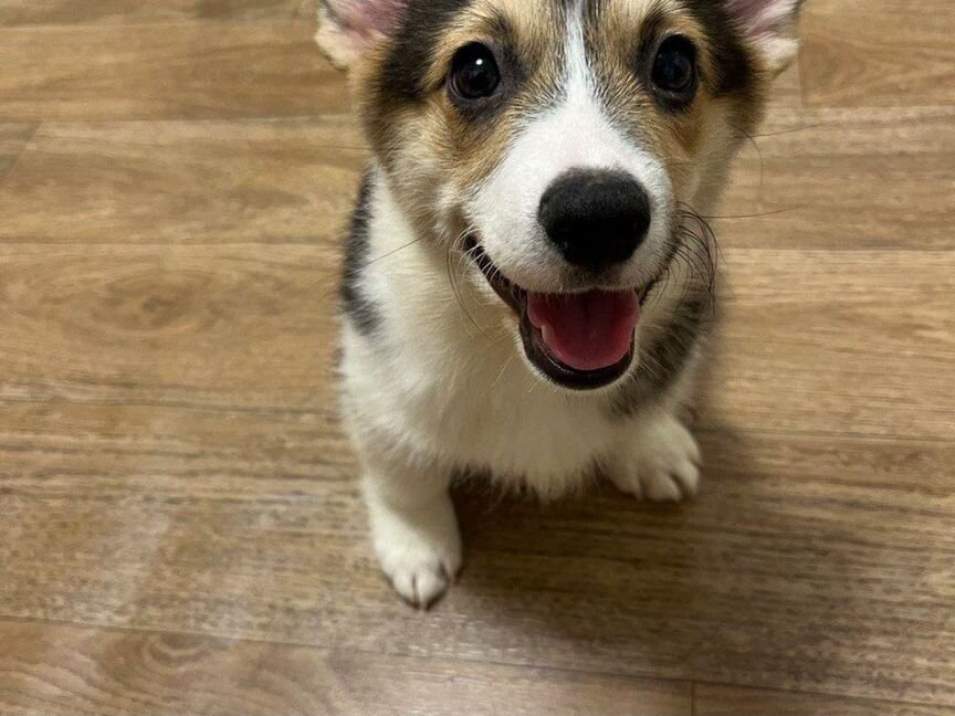 Кабель вельш корги пемброк