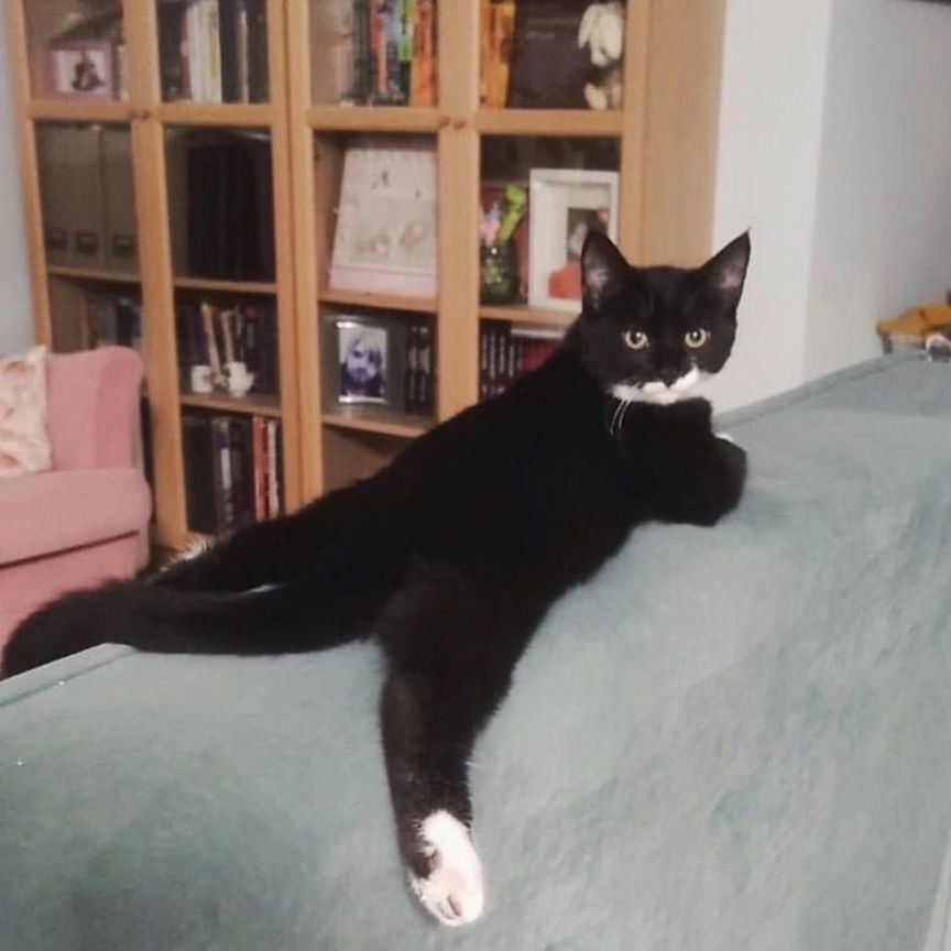 Ищем дом котенку