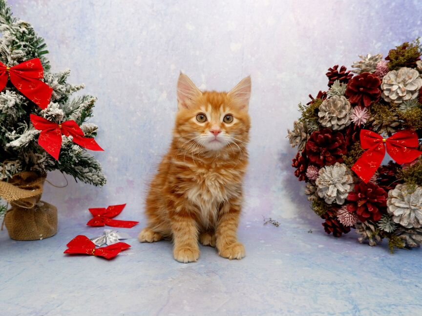 Котик курильский бобтейл