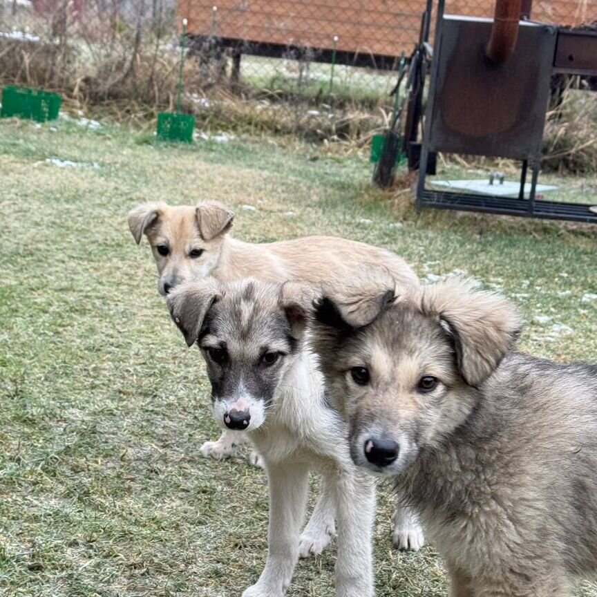 Щенки в дар
